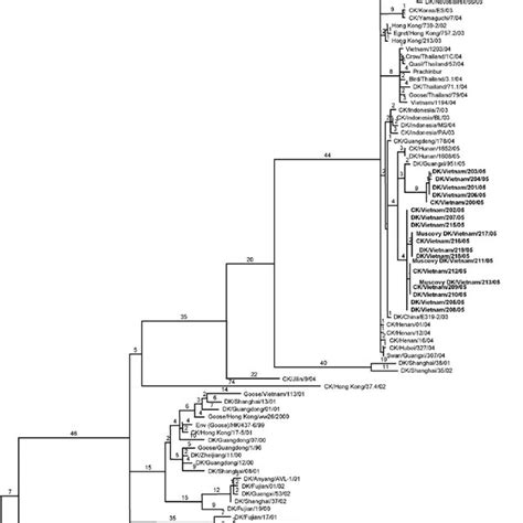 Phylogenetic Analysis Using Parsimony For The Np Gene Segment Based On