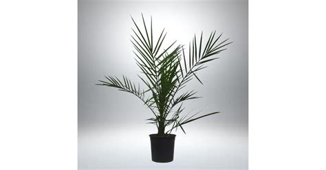 Datolya Pálma 15 Cm S Cserépben Levéldísznövények