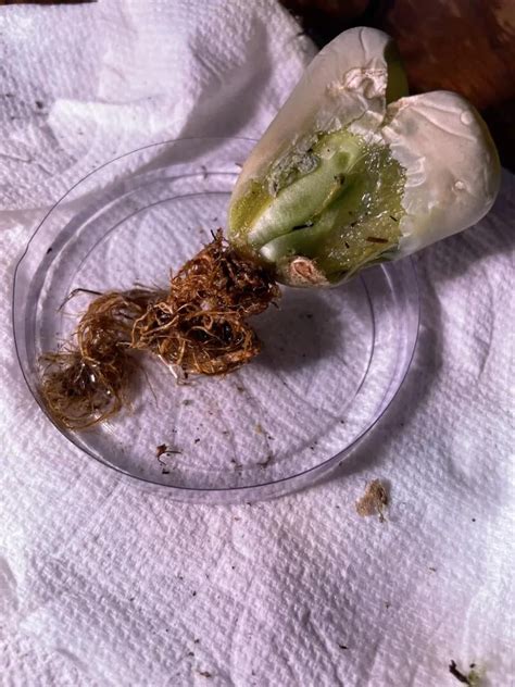 Help Rotting Root Detachment Rlithops