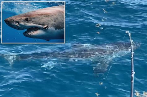 Video Shows Fisherman Hook Great White Shark Off Florida