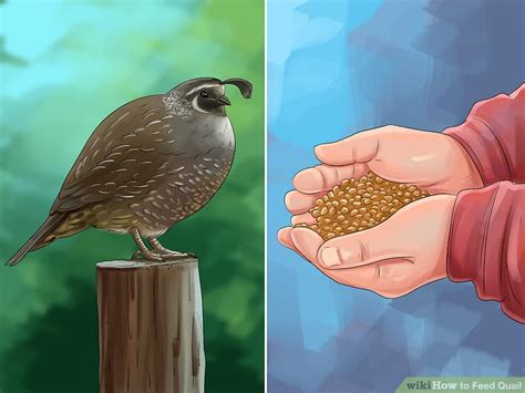 4 Ways To Feed Quail Wikihow