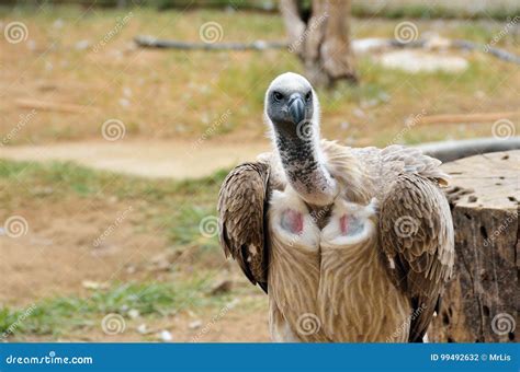 Vultures In The Moholoholo Wildlife Rehab Centre South Africa Stock