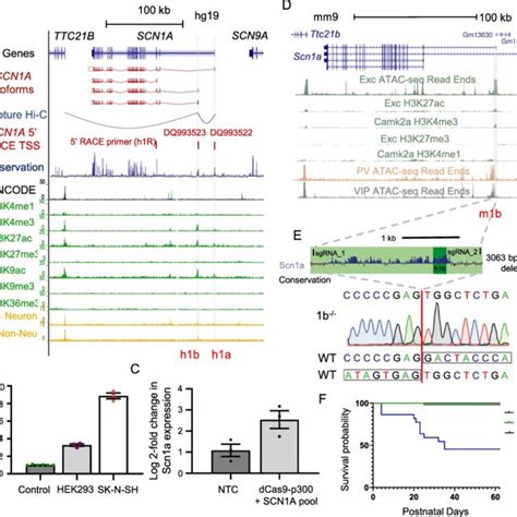 Scn1a Expression Is Reduced In 1b Deletion Mouse Model A C Download Scientific Diagram