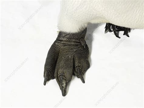 Webbed Foot Of A King Penguin Stock Image C0537131 Science Photo