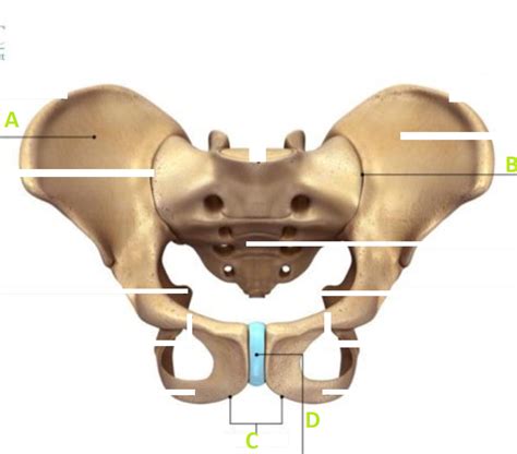 MSA3 LP1 Ilium Part 3 Diagram Quizlet