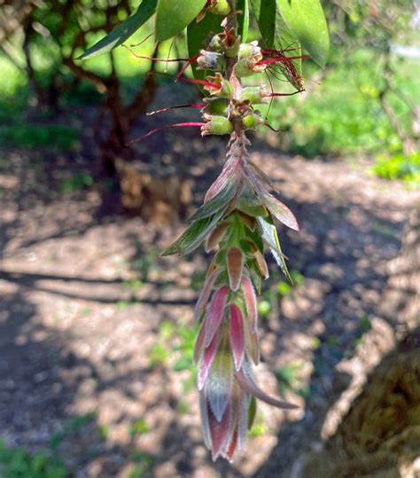 Callistemon Speciosus Albany Bottlebrush 100 Seeds