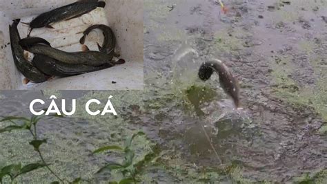 Câu Cá Ao Rau Nhúc Cá Trê Youtube