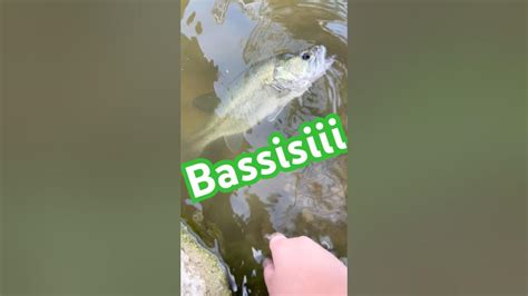 Bassisi Basspumping Bassbassfishinglargemouthbass Fishing Fish