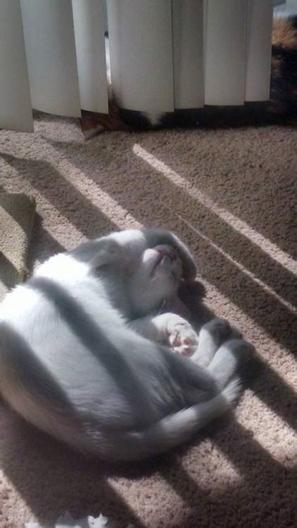 Cats Kitten Nothing Else Lazy Afternoon With The Cats