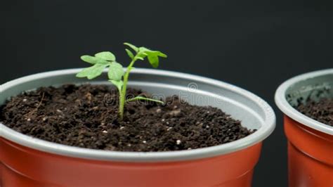 Growing Tomatoes From Seeds Step By Step Step 10 Planting Seedlings