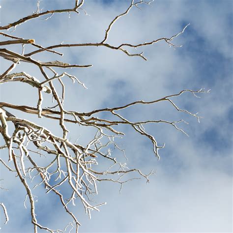 Winter Tree Care Why February Is The Perfect Time For Pruning Beechwood Tree Services
