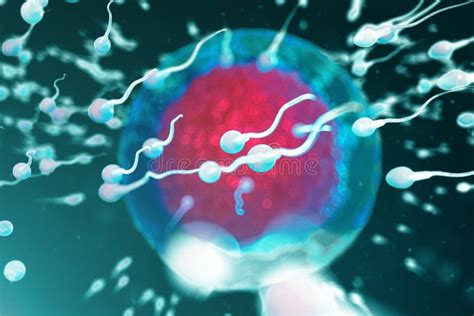 3d Illustration Sperm And Egg Cell Ovum Sperm Approaching Egg Cell Native And Natural