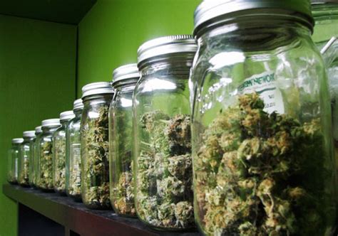 Les étapes Clés Du Curing Blog Cannabis