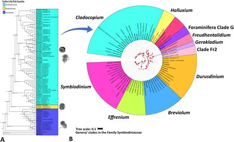 Diversity And Distribution Of Symbiodiniaceae Detected On Coral Reefs Of Lombok Indonesia Using