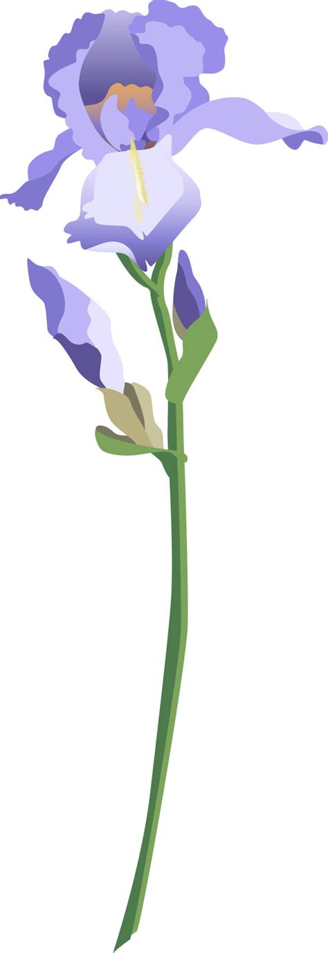 Single Blue Iris Flower On A Stem With Buds Isolated On White