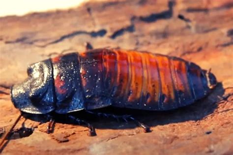 Pet Cockroach Exotic Or Disgusting Apb