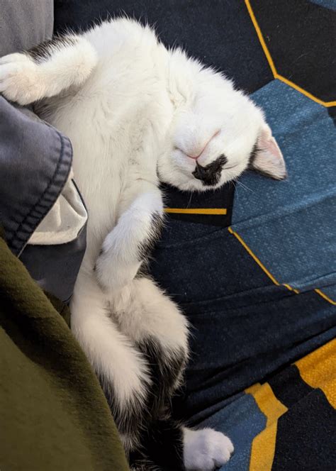 I Assembled Him Wrong Twice Help Rikeacats