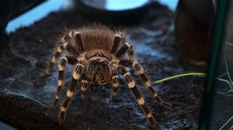 A Spider Injects Venom Into A Madagascar Cockroach In A Terrarium Close