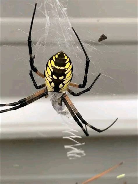 Fabulous Lovers Of Weird Everything First Time To See This Kind Of Spider…huge And Creepy