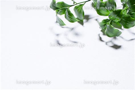 植物と影の背景素材 白バック 223778137 イメージマート