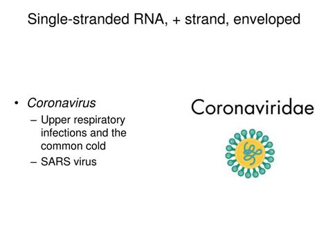 Ppt Single Stranded Dna Non Enveloped Powerpoint Presentation Free