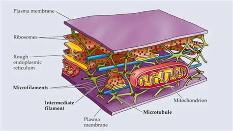 Cell Structure And Functions Cell Organelles Biology Notes Online