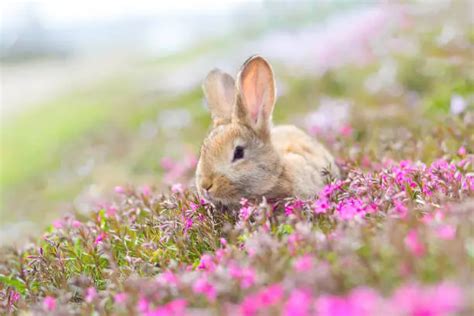 500 Rabbit Pictures [hd] Download Free Images On Unsplash