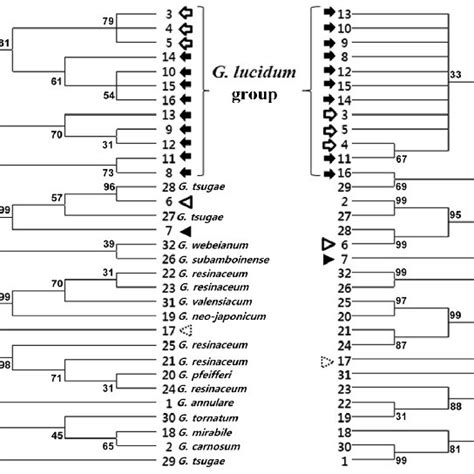 Phylogenetic Trees Constructed From The Internal Transcribed Spacer Download Scientific Diagram