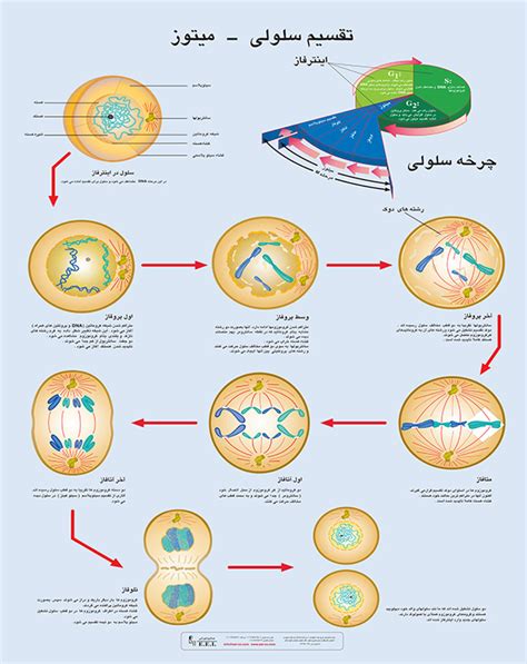 پوستر آموزشی تقسیم سلولی میتوز سامانه اینترنتی سپاسکو