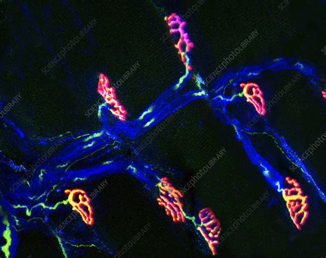 Neuromuscular Synapse Light Micrograph Stock Image P360 0469
