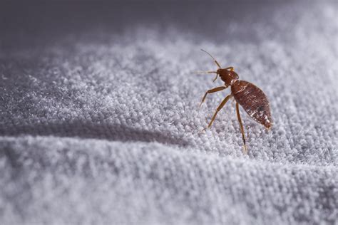 37 Bed Bug Pictures Real Photos Of Bed Bug Bites