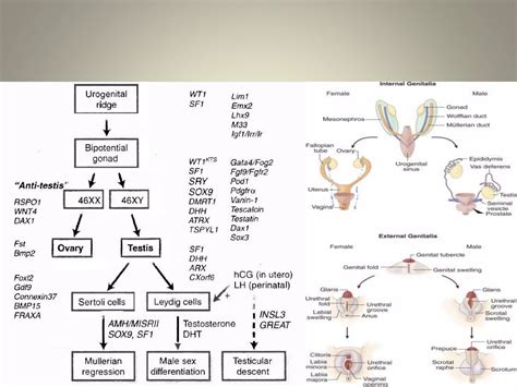Ambiguous Genitalia Pptx