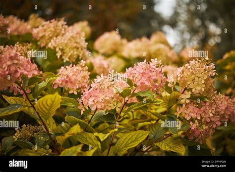 Hydrangea Arborescens Or Smooth Hydrangea Flowers In Autumn Park Stock