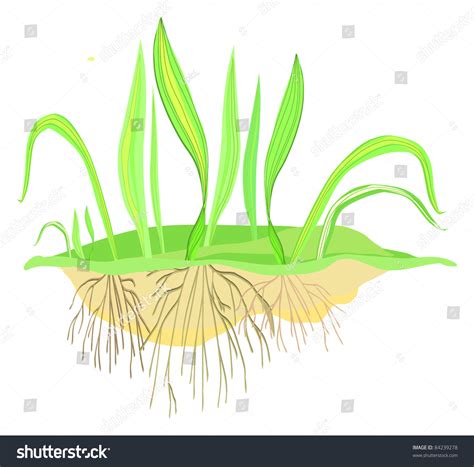 Green Grass Roots Vector Stock Vector Royalty Free 84239278