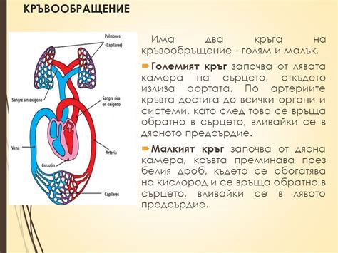 Сърдечно съдова система СЪРДЕЧНО СЪДОВА СИСТЕМА Сърдечно съдовата