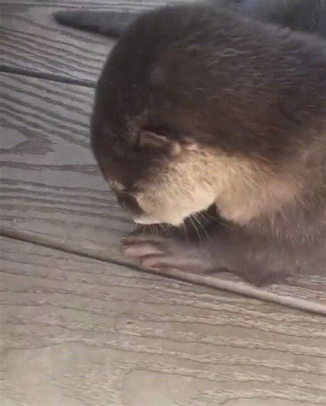 Can I Can I Keep The Thing  On Imgur