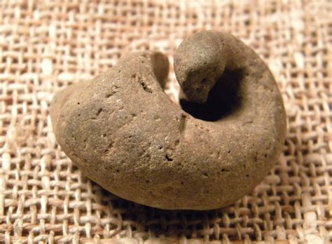 Calvert Cliffs Fossils Swordwhale Walking Illustration Webcomic Stories Photojourneys Videos