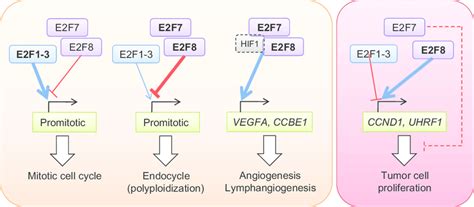 Differential Function Of Atypical E2fs In Normal And Cancer Cells