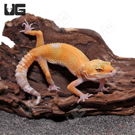 Juvenile Tangerine Leopard Geckos For Sale Underground Reptiles
