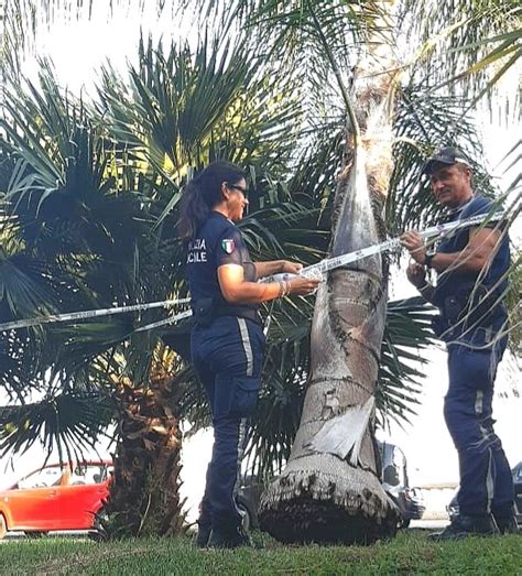 Sanremo Palma Pericolante Nei Giardini Di Fronte Al Morgana