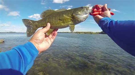 Bass Fishing Jerkbait And Craws September 2021 Bass Manager The