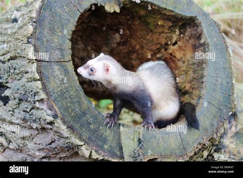 Ferret Polecat Ferret Polecat Breed Isolated Gorgeous Sable