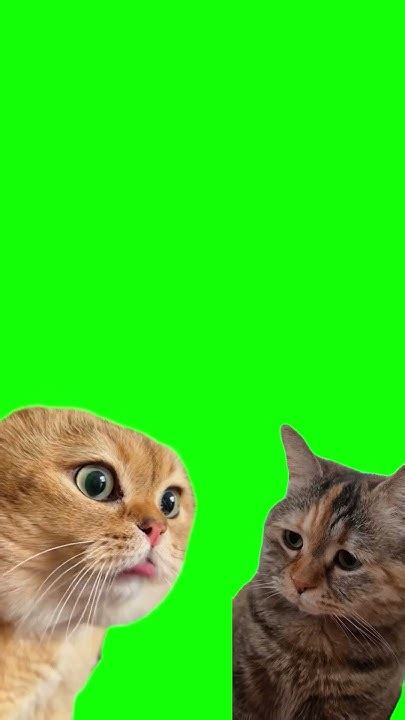 고잉이밈은 이거 쓰세요~ Green Screen Talking Cats Meme Relationship Cats Meme