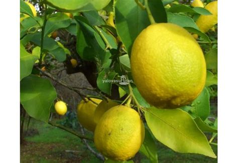 Limon Fidanı Yediveren Meyve Verir Halde 110 130 Cm