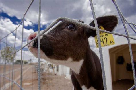 Entra En Vigor Obligatoriedad De Aretado Para Movilizar Ganado En