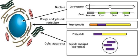 Neurotransmitter Synthesis And Storage Foundations Of Neuroscience