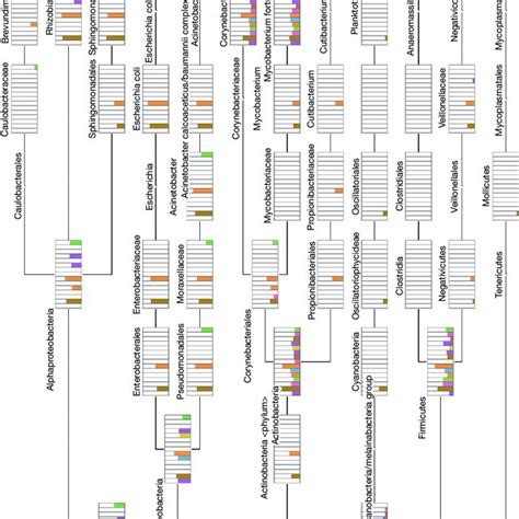 Phylogenetic Tree Of Microbiota Taxa In Ggns The Sequence Reads Were Download Scientific