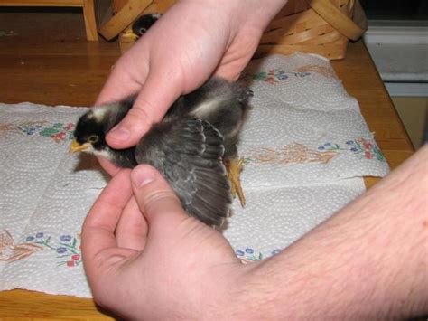Sexing Cuckoo Marans Backyard Chickens Learn How To Raise Chickens