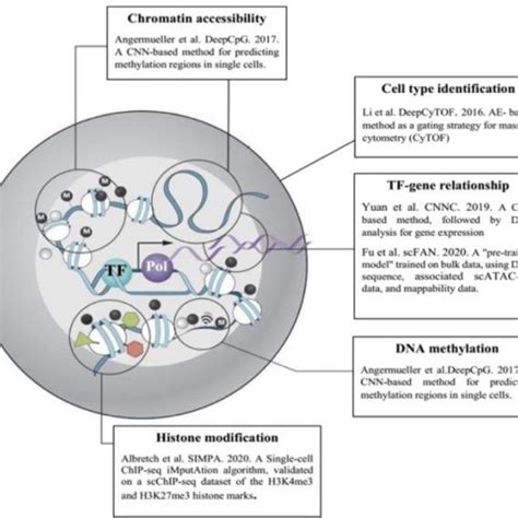 Overview Of Algorithms That Are Used In Different Parts Of Single Cell Download Scientific