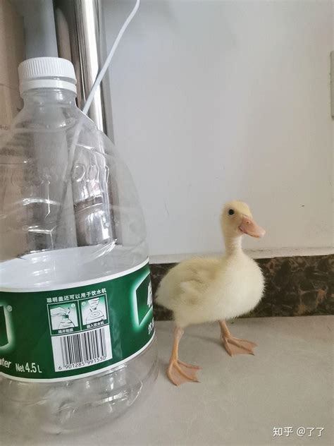 麻烦大家帮我看看我这只鸭子是柯尔鸭吗 知乎